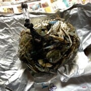 The Easiest Way To Cook Blue Crabs (Granchio Blu Facile) - Biting at ...