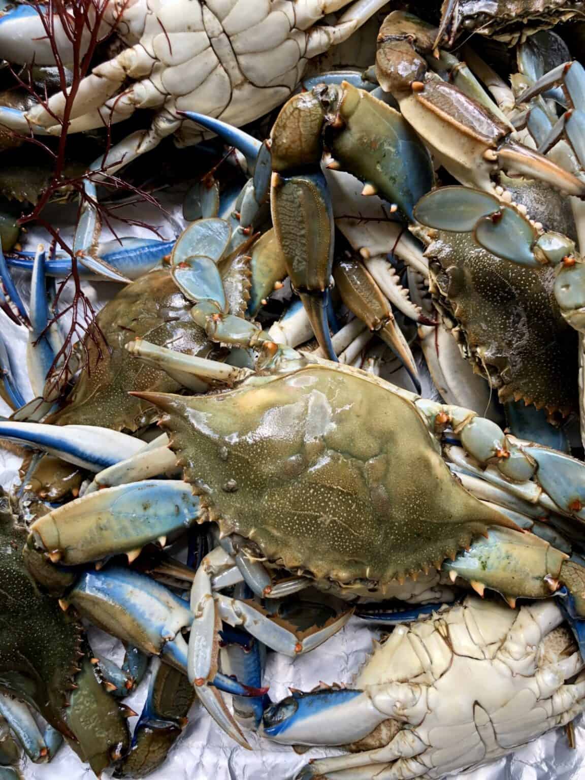 The Easiest Way To Cook Blue Crabs (Granchio Blu Facile) - Biting at ...